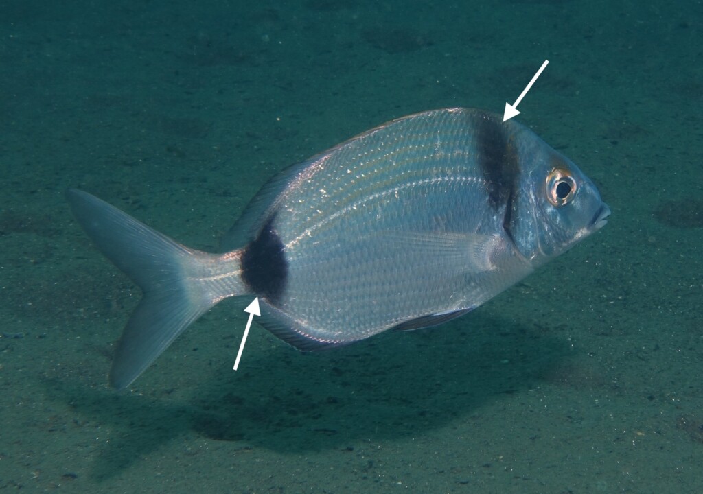 ¿Sabes distinguir los peces plateados de nuestra costa? | Anellides