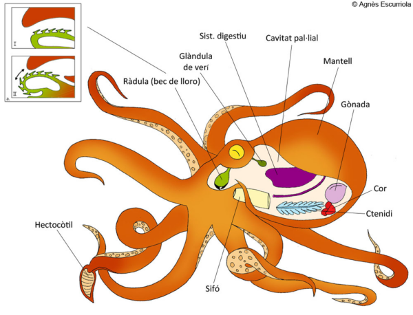 ¿Conocemos a los pulpos? | Anellides